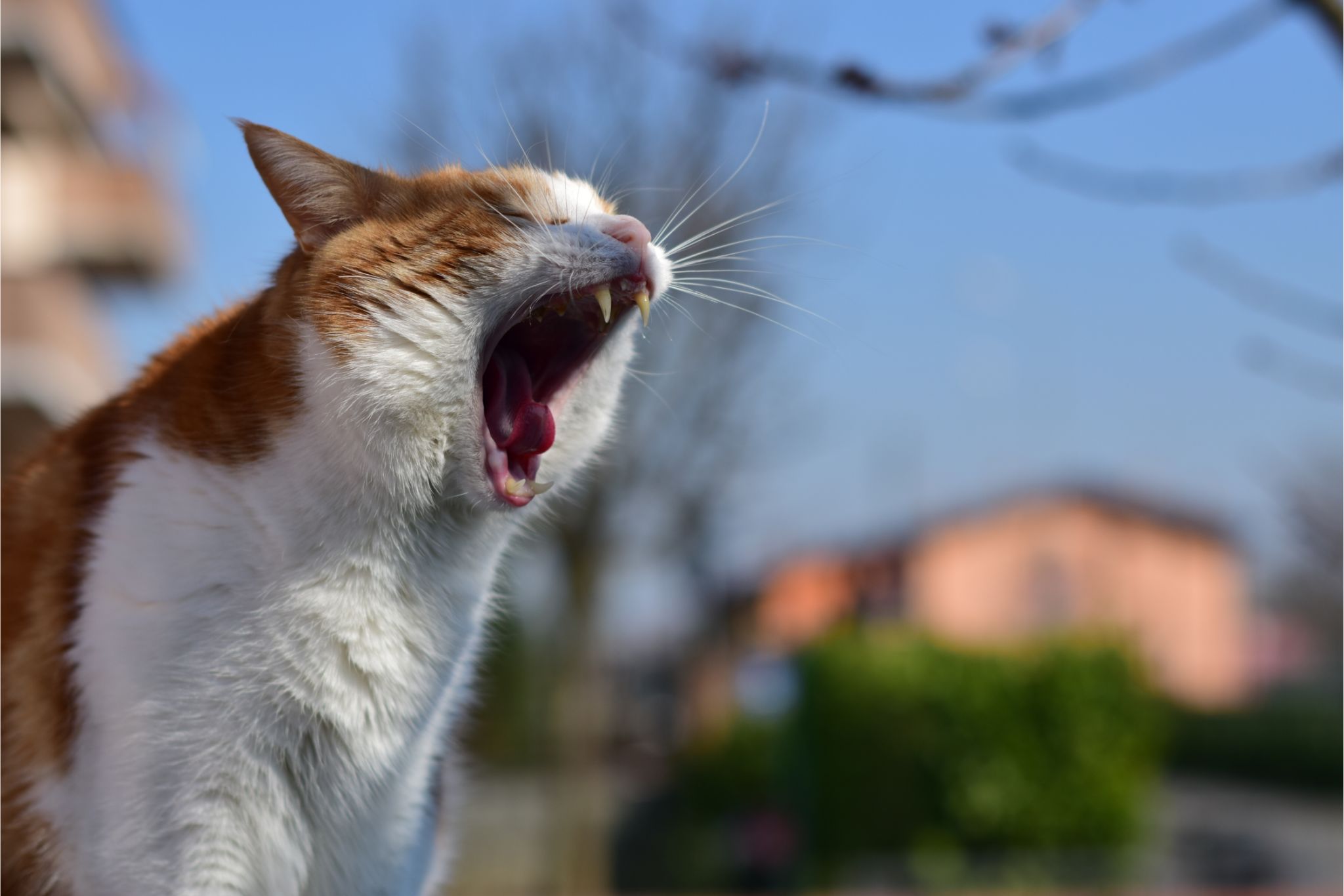 Cat Panting: Causes, Warning Signs & When to See a Vet